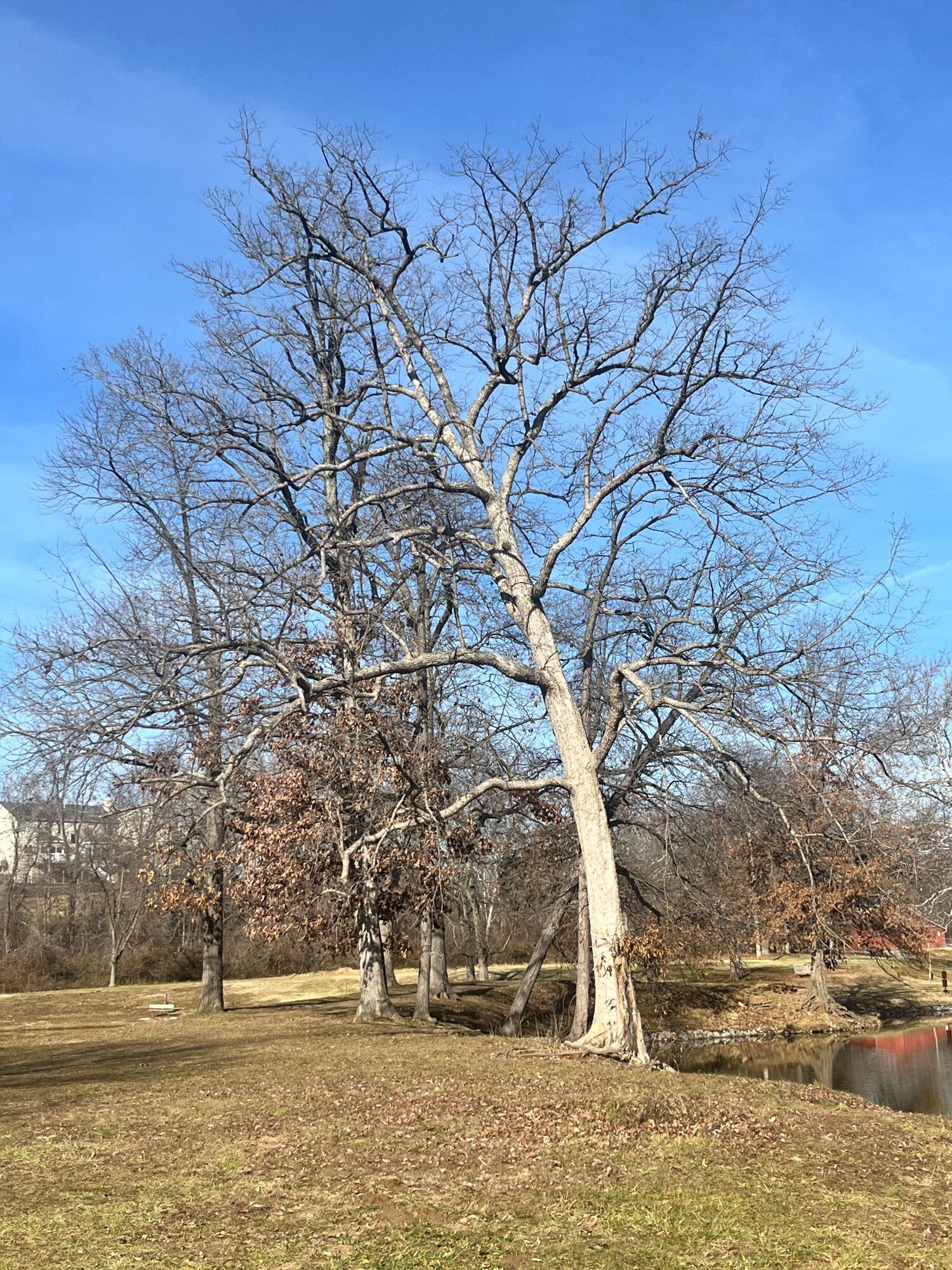 TREE – Praying With The Eyes